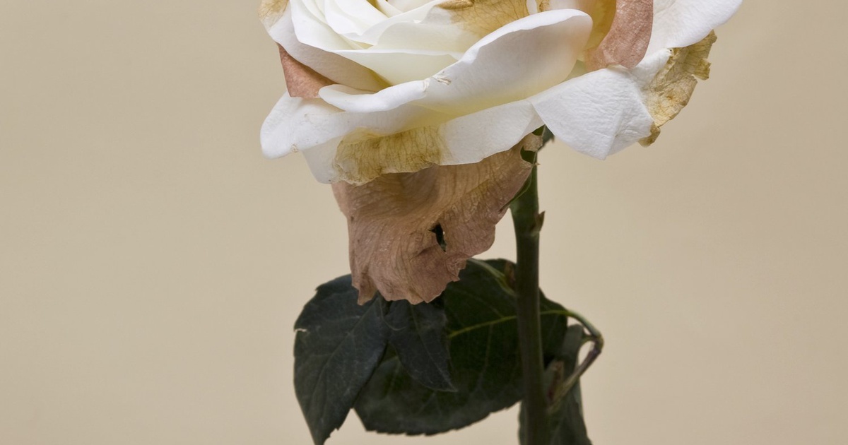 Weixin Quek Chong | Unseen Amsterdam 2017 | ai. Gallery, London